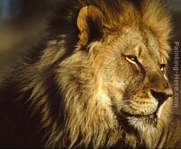 Unknown Lion ESK 50% off - ArtExpress.ws